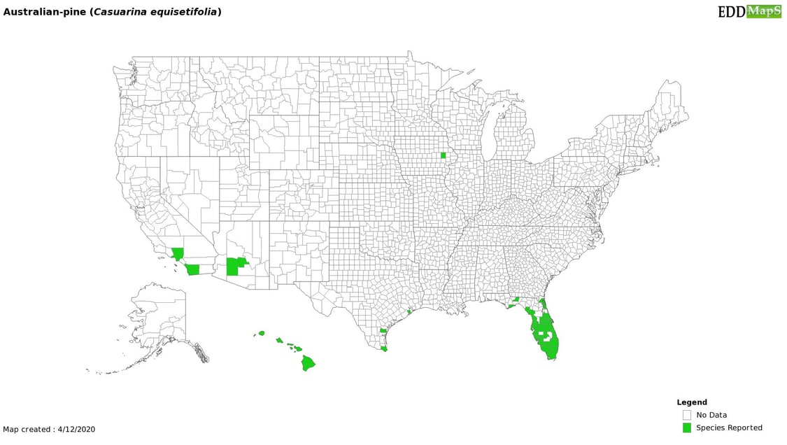 The Invasive Australian Pine Tree & How to Get Rid of It