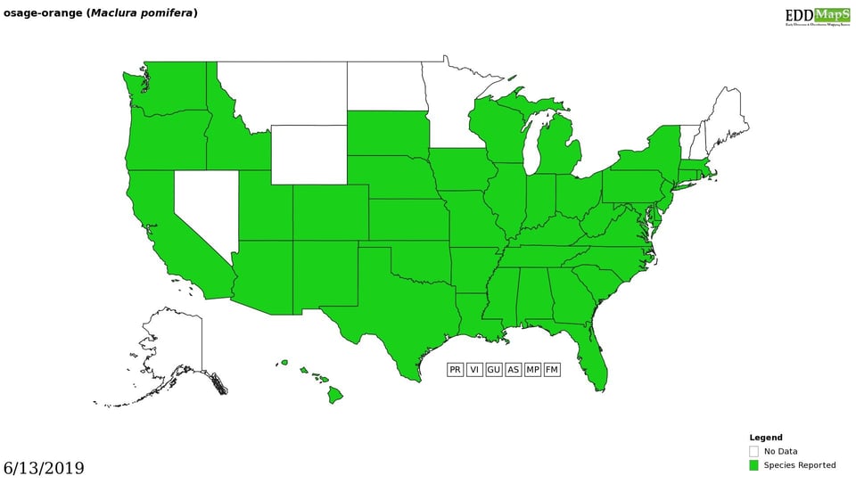 The Hearty Orange Tree - Osage Orange