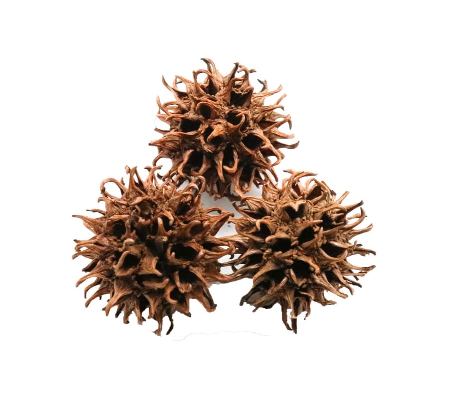 Sweetgum Trees: The Truth | Miranda Moss | Diamond Mowers®