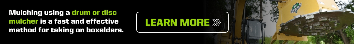 Identifying & Removing the Invasive Boxelder Tree