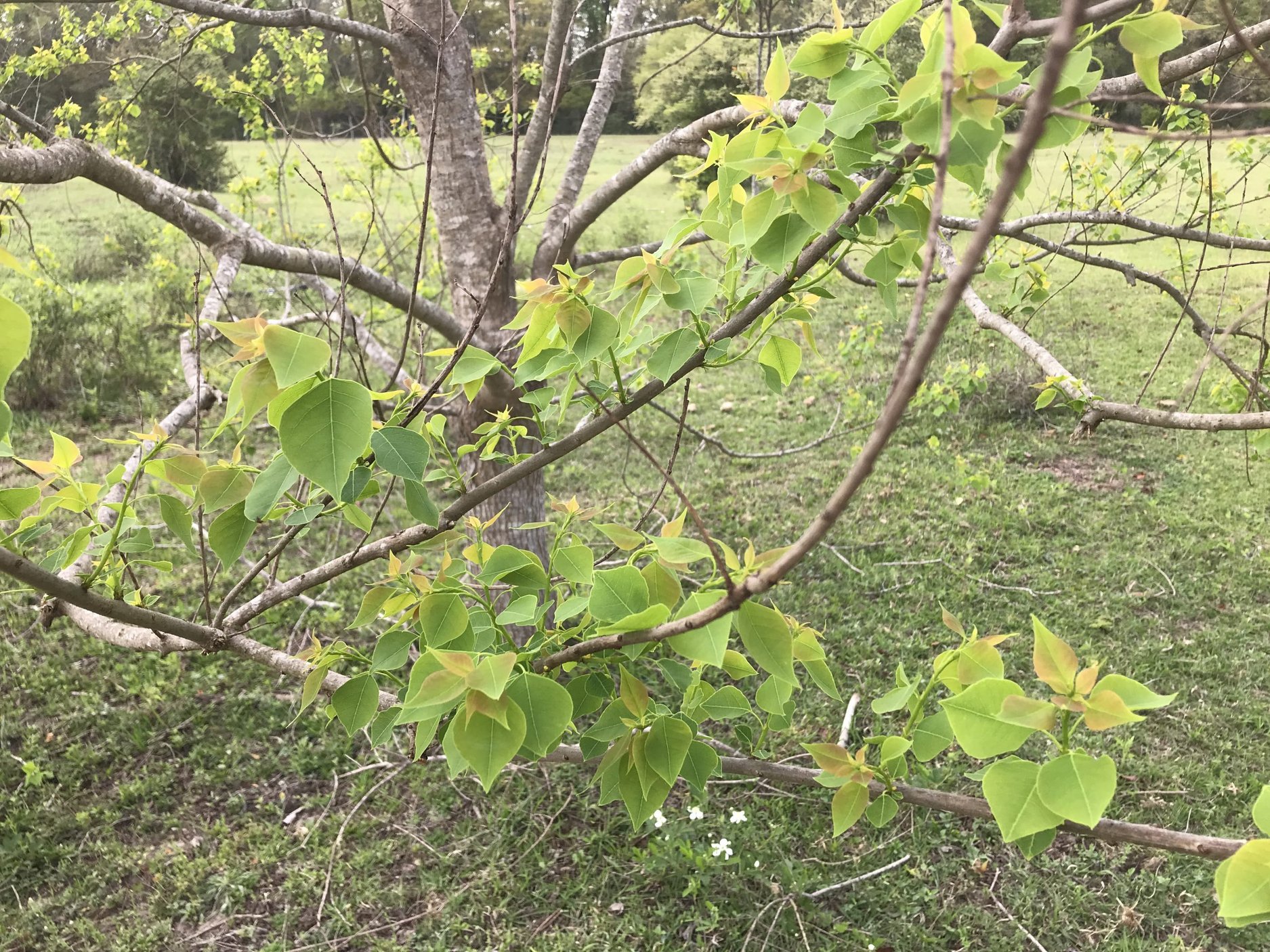 Invasive Tree Species of the Southeast | Diamond Mowers