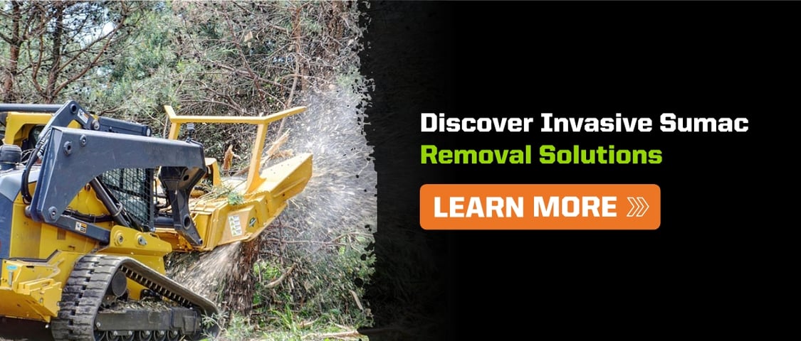 Invasive Sumac: How to Get Rid of It and Why | Insights