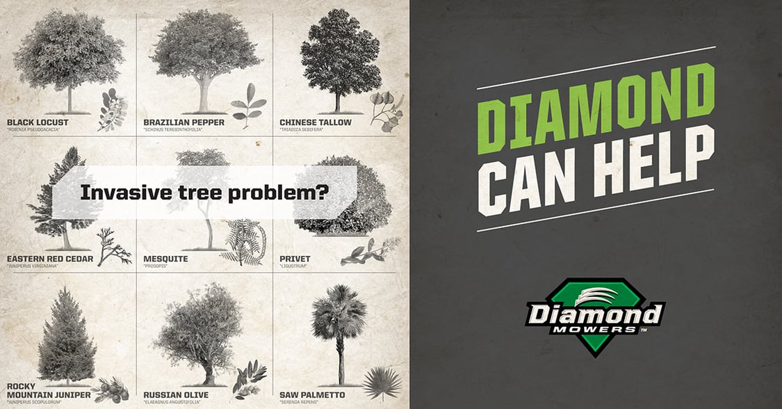 Managing Invasive Trees & Vegetation | Diamond Mowers