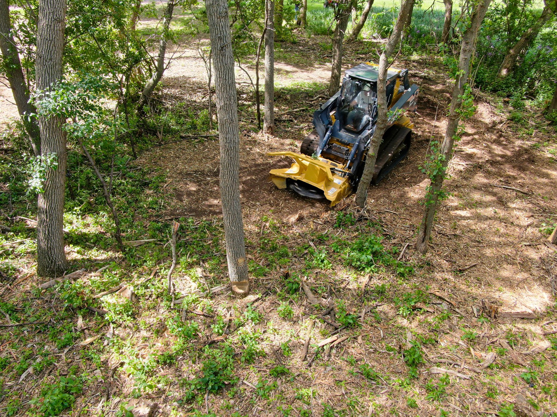 Efficient Vegetation Management for Effective Storm Cleanup